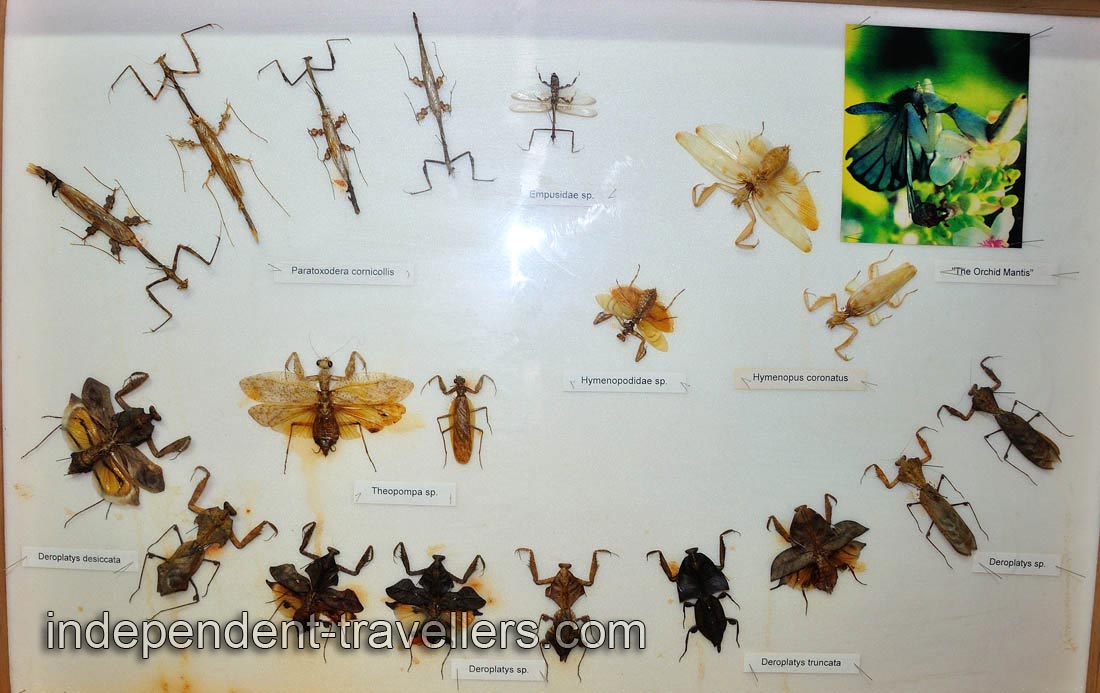 Deroplatys truncata, Deroplatys desiccata and other Deroplatys species ...