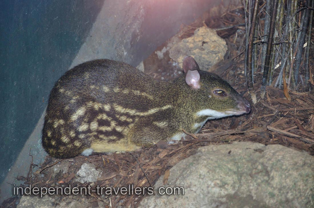 Indian spotted chevrotain - Singapore Zoo